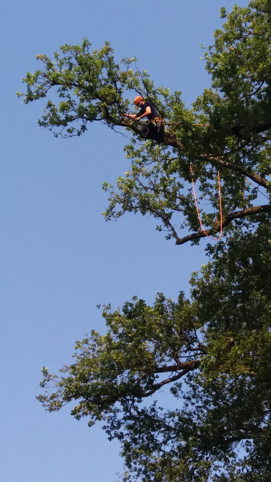 Galerie – Baumpflege Trautmann – Baumgutachten Baumgesundheit Baumfällung in Nürnberg